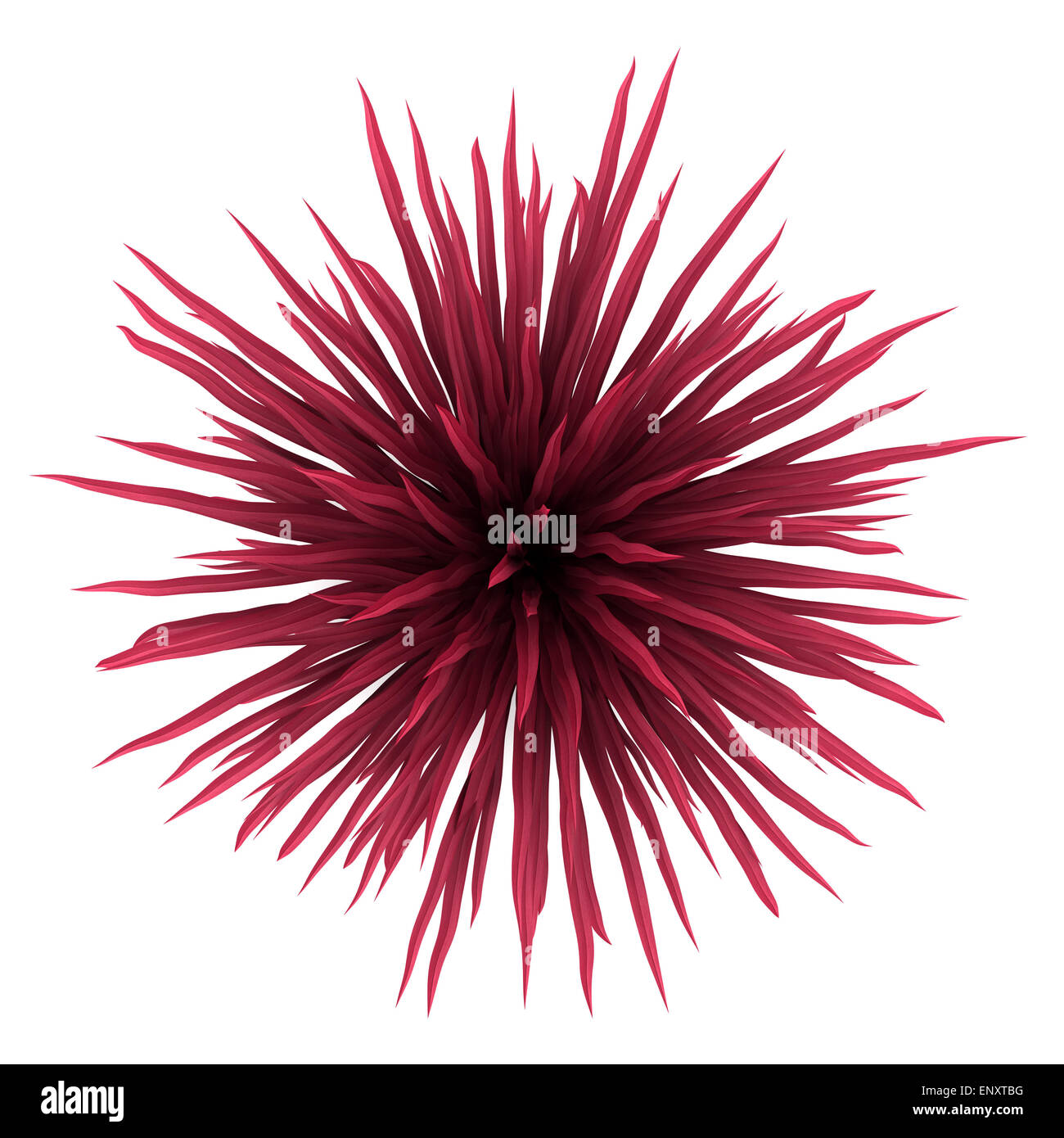 top view of cabbage tree bush isolated on white Stock Photo - Alamy