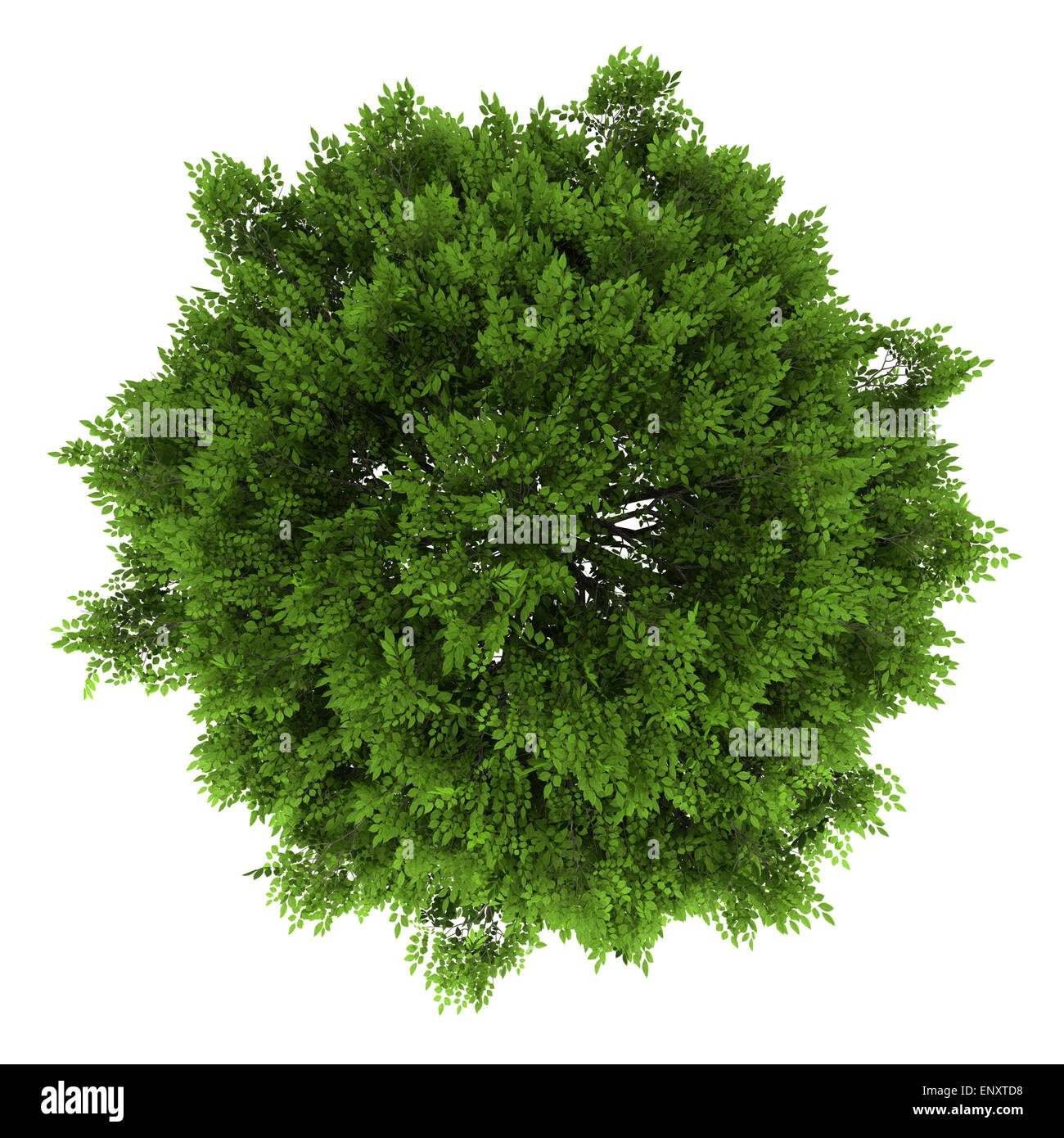 top view of european ash tree isolated on white Stock Photo - Alamy