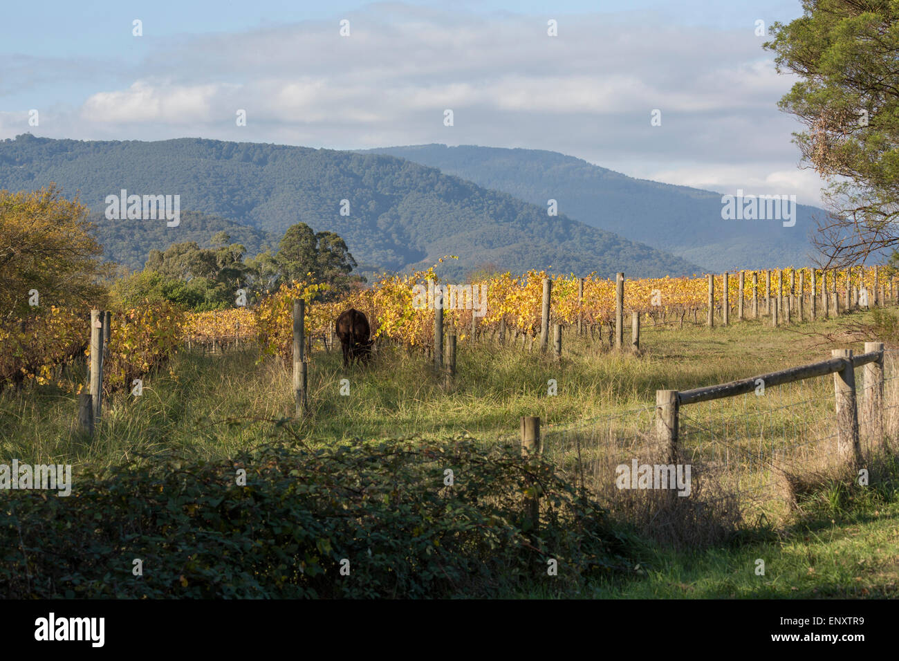 Yarra Ranges National Park, Victoria, Australia Stock Photo - Alamy