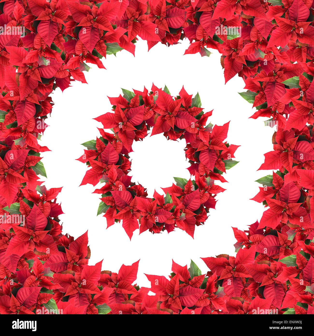 round frame with wreath from christmas flowers isolated on white Stock ...