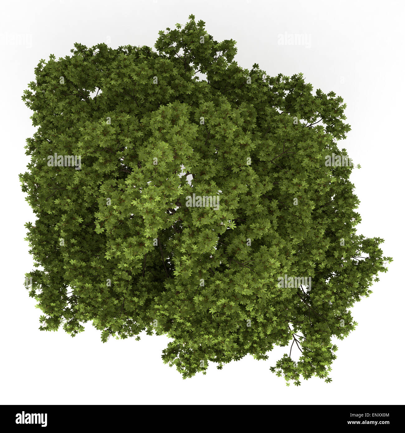 top view of field maple tree isolated on white Stock Photo - Alamy