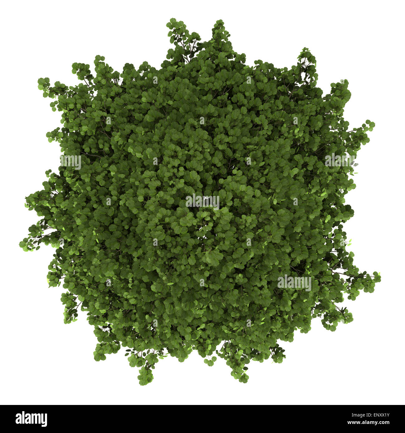 top view of grey alder tree isolated on white Stock Photo - Alamy