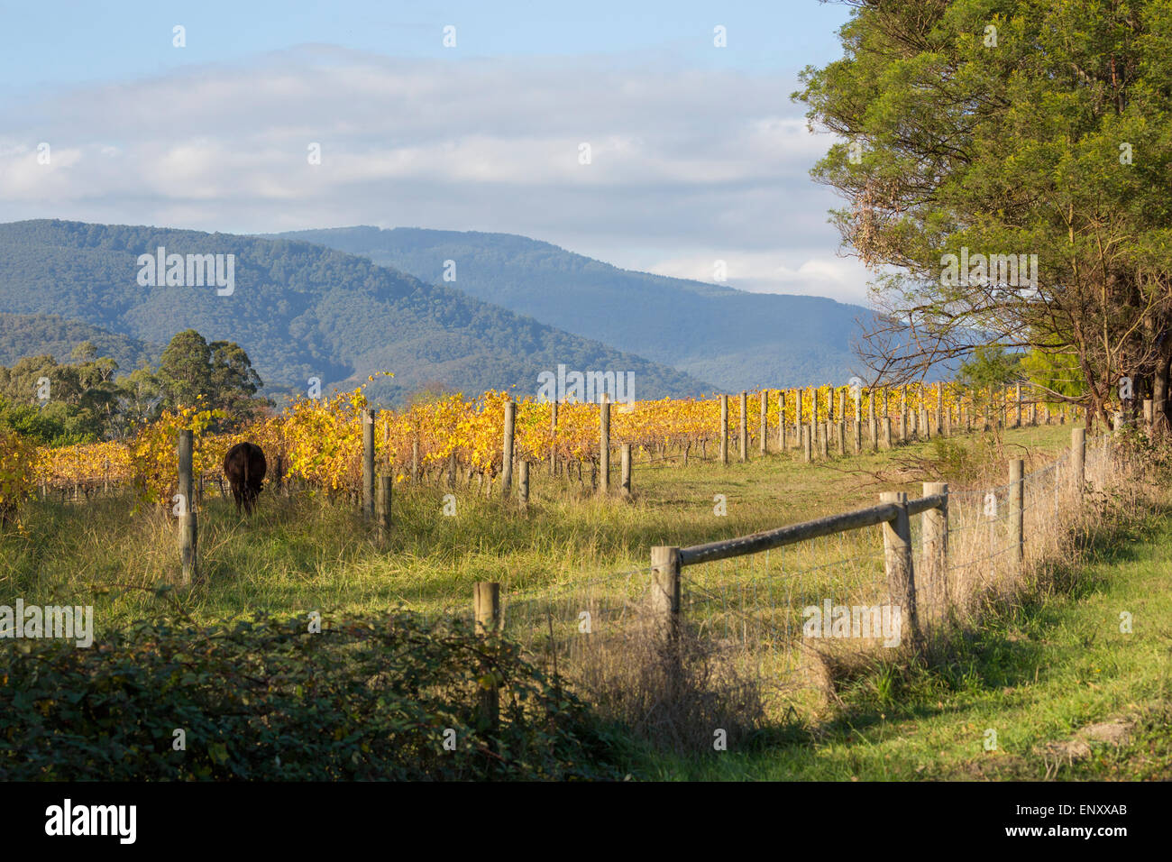 Autumn row hi-res stock photography and images - Alamy