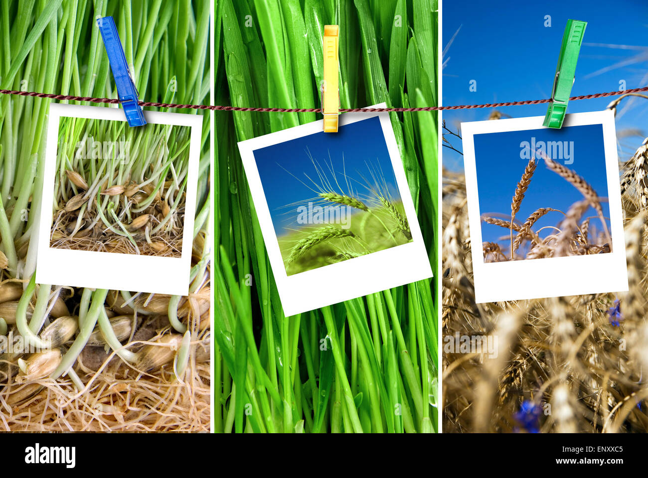 photos of wheat hang on rope with pins. Seasonal growth concept Stock ...