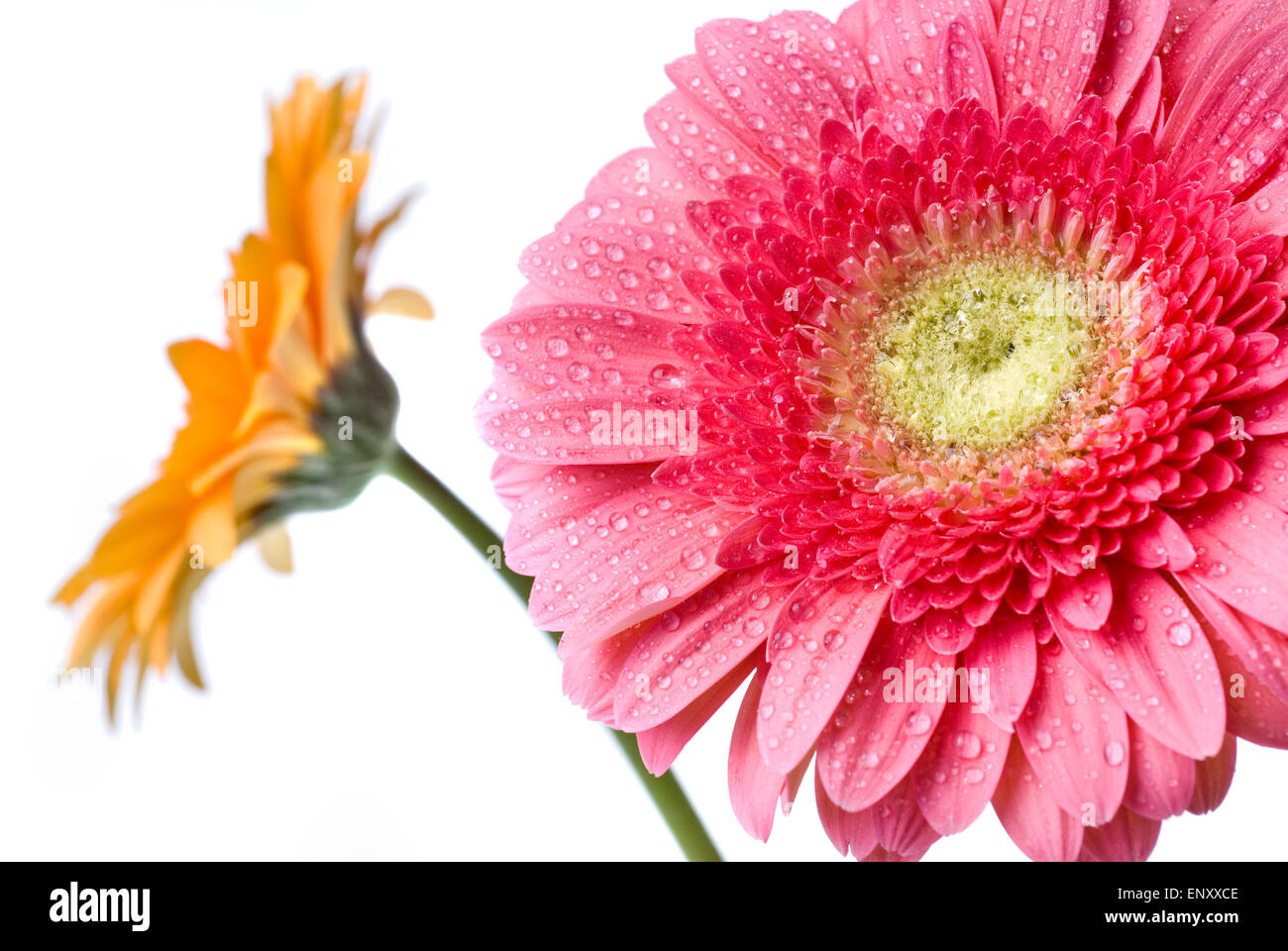 Pink daisy-gerbera with water drops isolated on white Stock Photo - Alamy