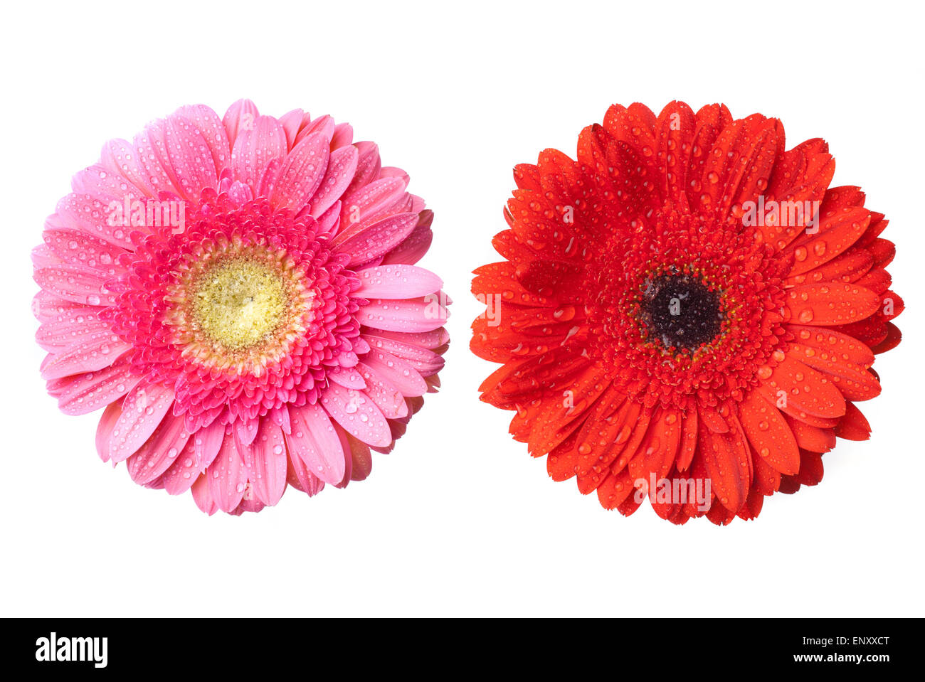 red and pink daisy-gerbera heads with water drops isolated on white ...