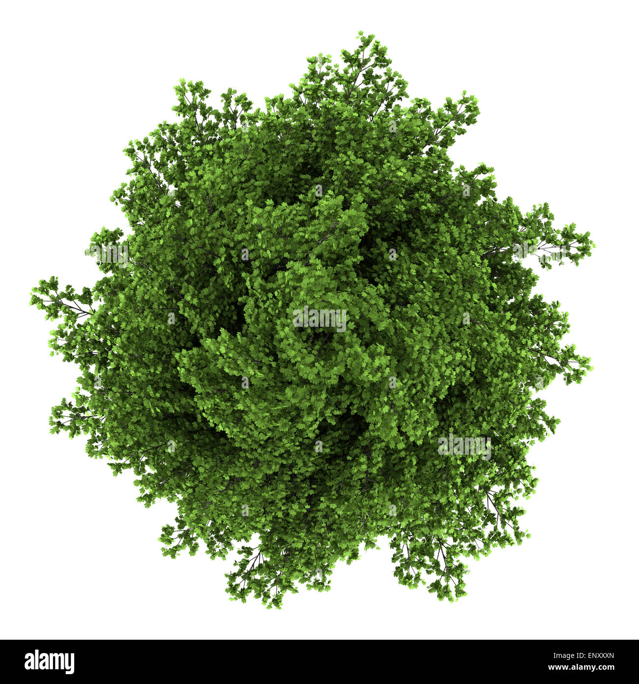 Silver maple tree hi-res stock photography and images - Alamy