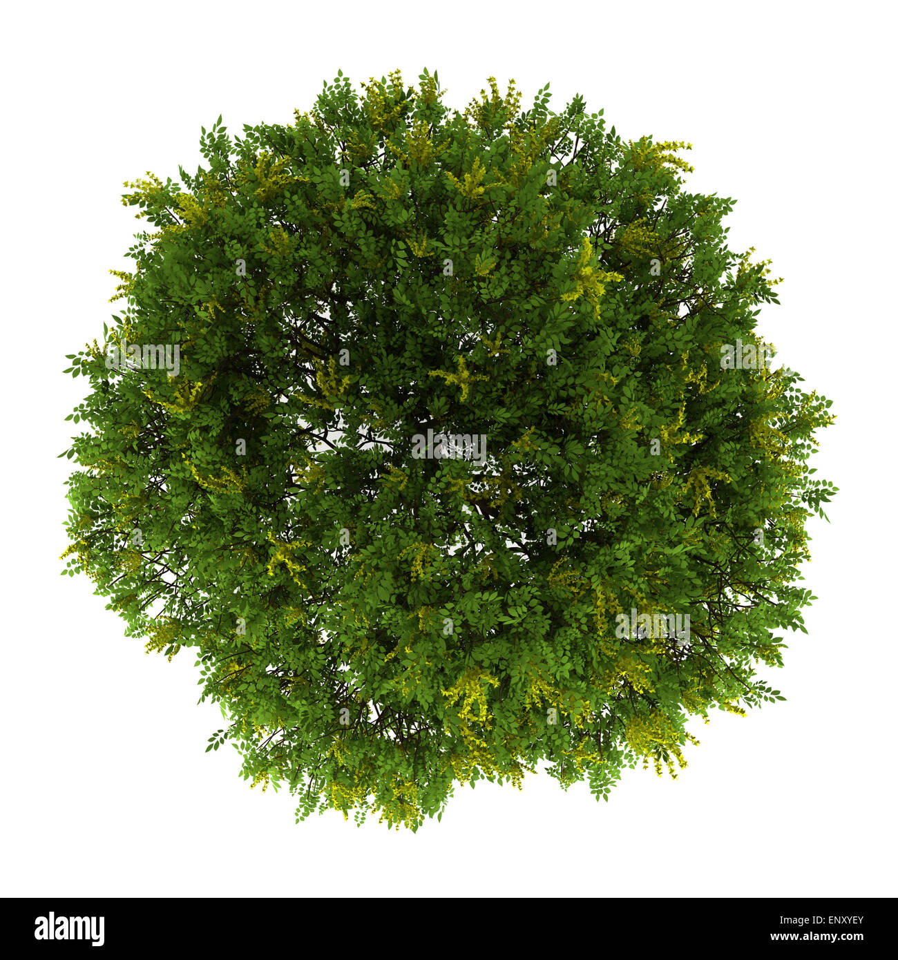 Top of tree Cut Out Stock Images & Pictures - Alamy