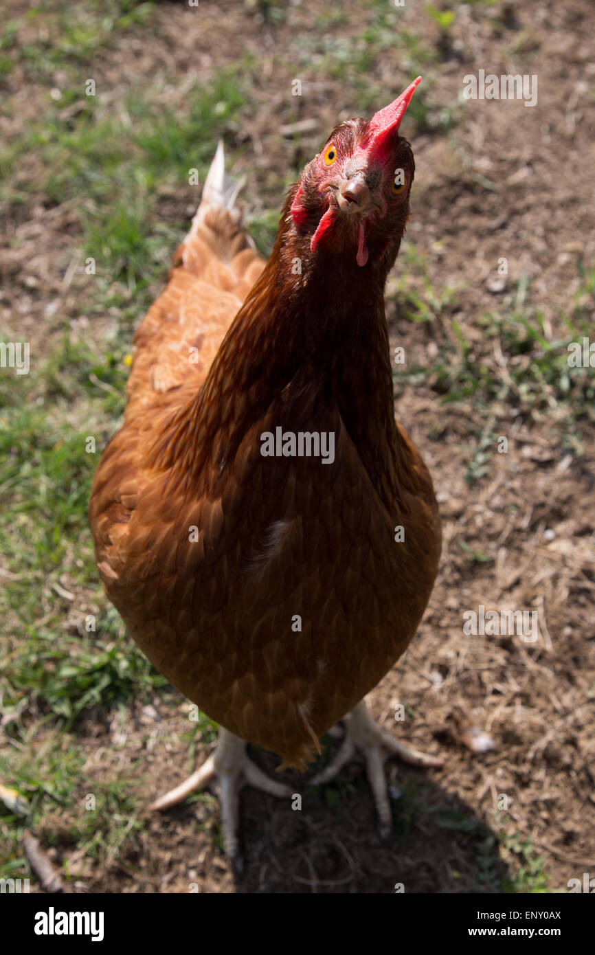 Leghorn White Chicken High Resolution Stock Photography and Images - Alamy