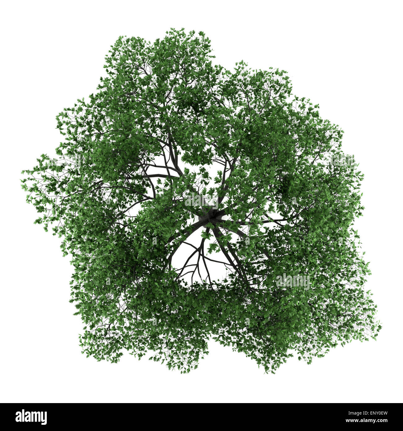 top view of pedunculate oak tree isolated on white Stock Photo - Alamy