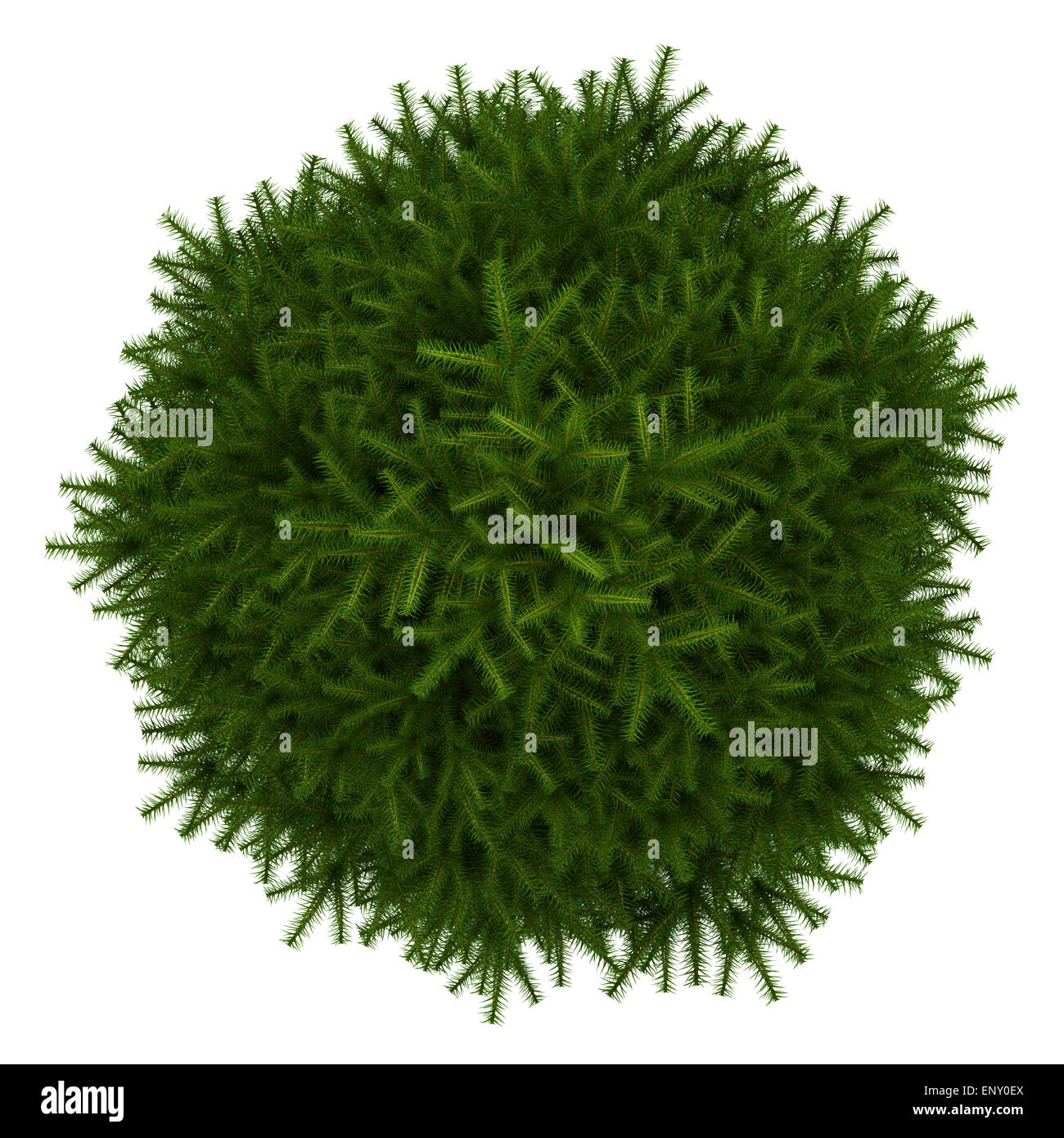 View single spruce tree Cut Out Stock Images & Pictures - Alamy