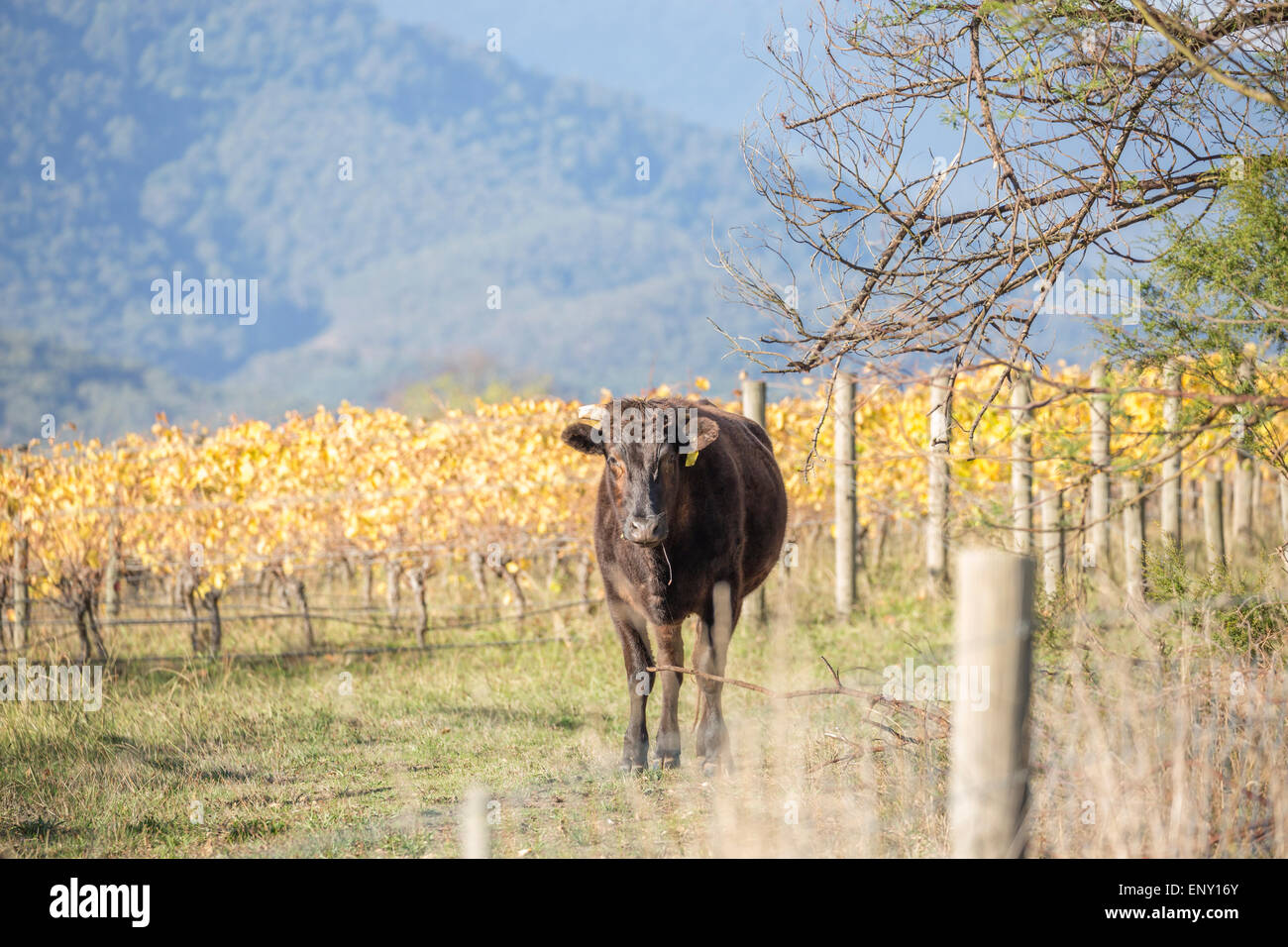 Bull in a field Stock Photo - Alamy