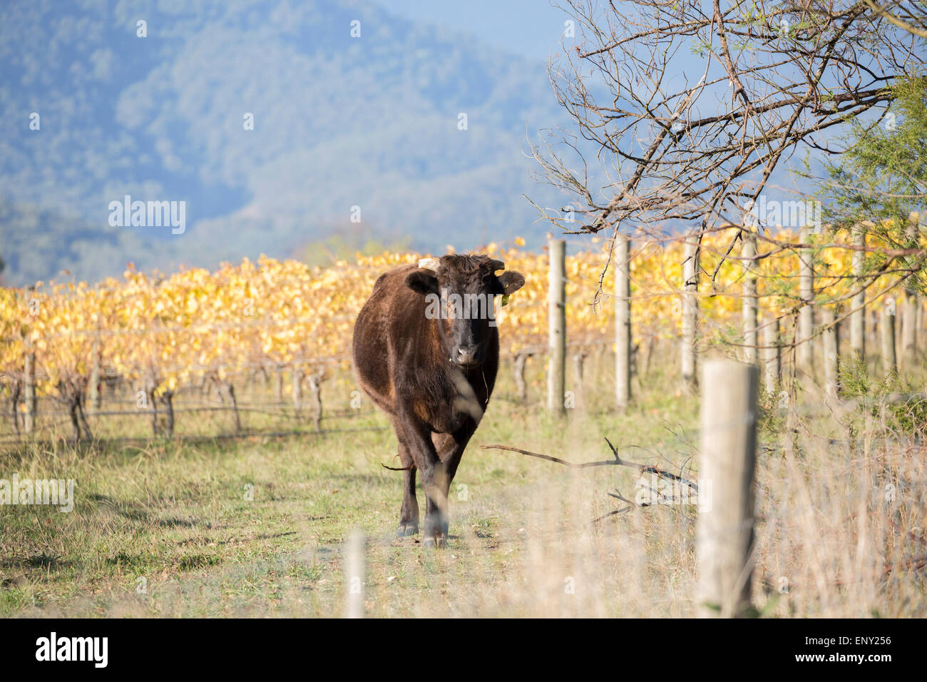 Bull in a field Stock Photo - Alamy