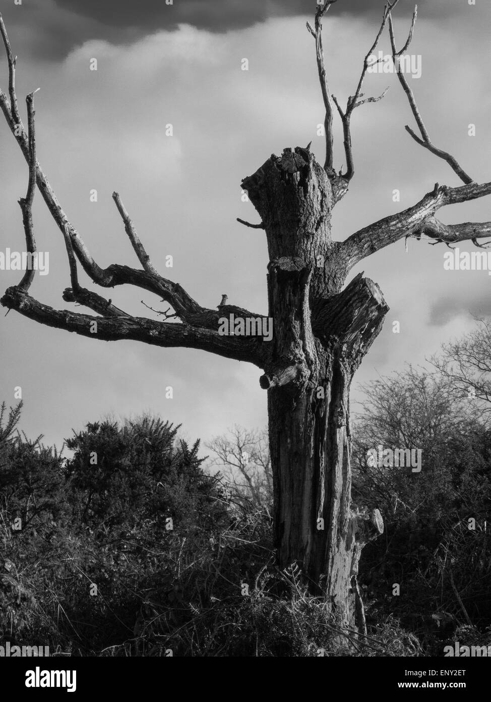 Heathland tree hi-res stock photography and images - Alamy
