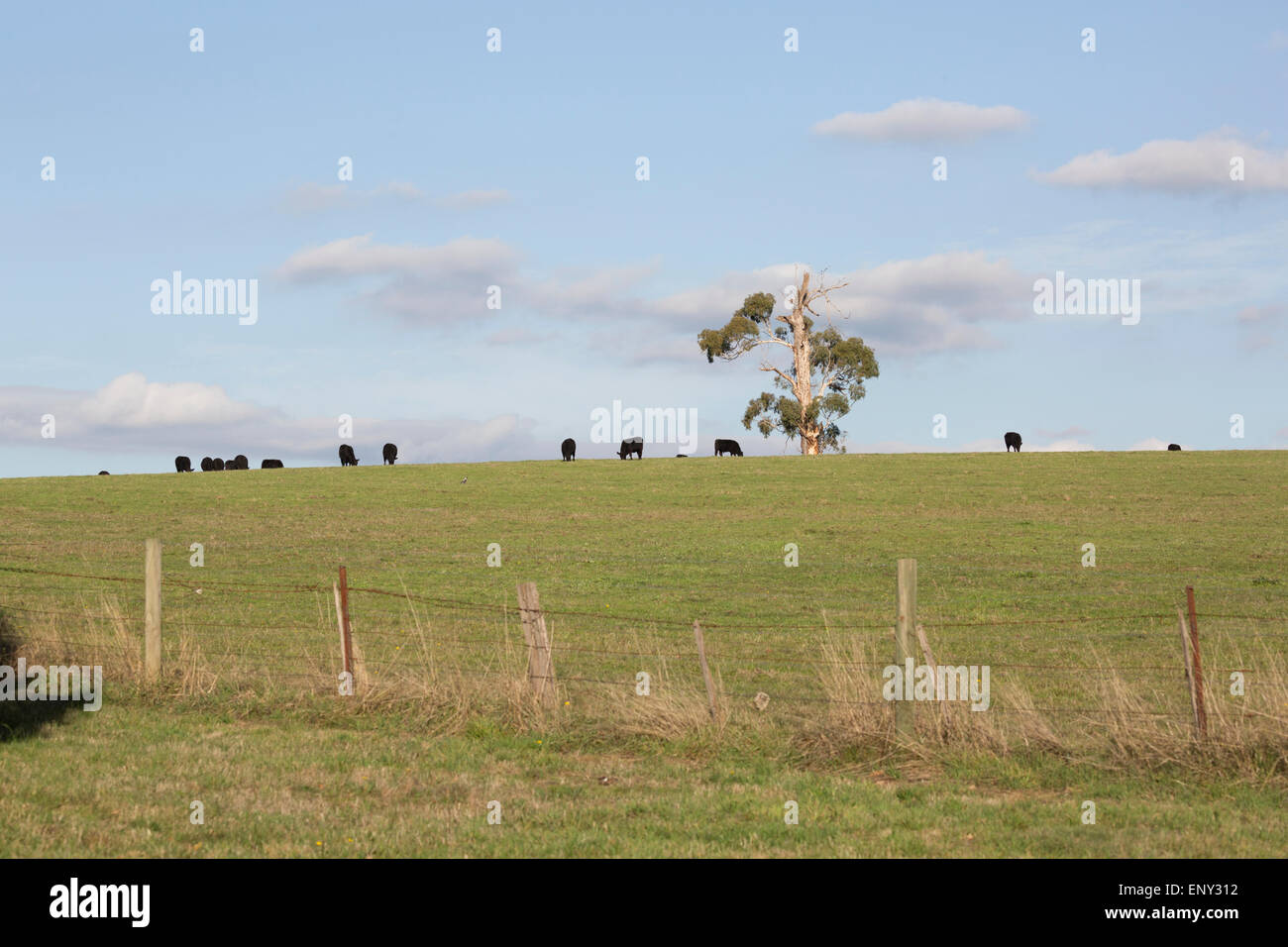 Green fields animals hi-res stock photography and images - Alamy