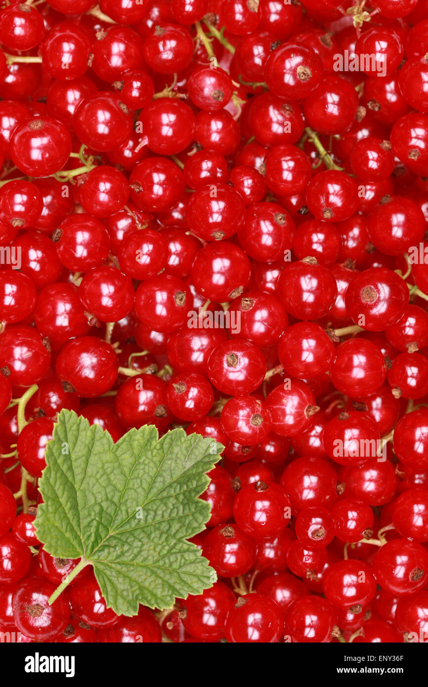 Rote johannisbeeren hi-res stock photography and images - Alamy