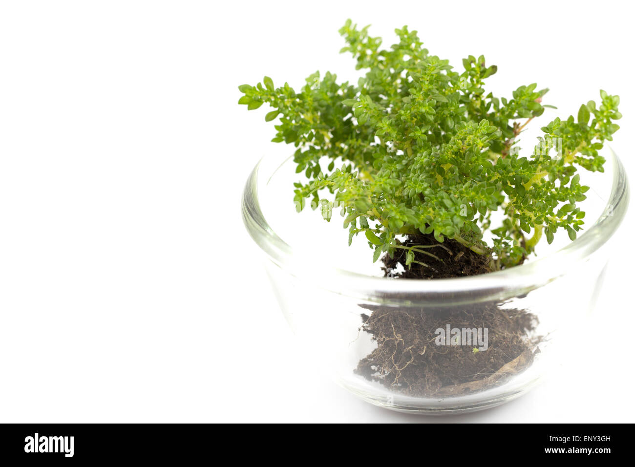 Small tree in glass cup in white background isolated Stock Photo - Alamy