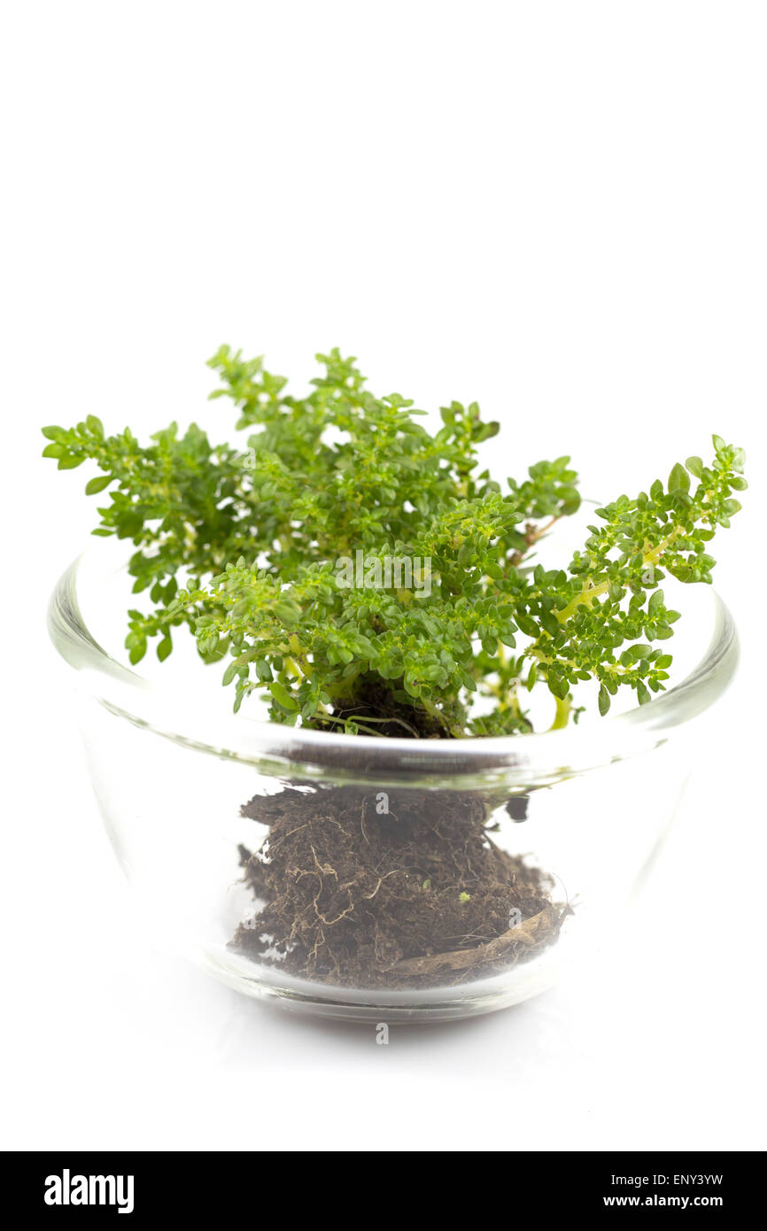 Small tree in glass cup in white background isolated Stock Photo - Alamy