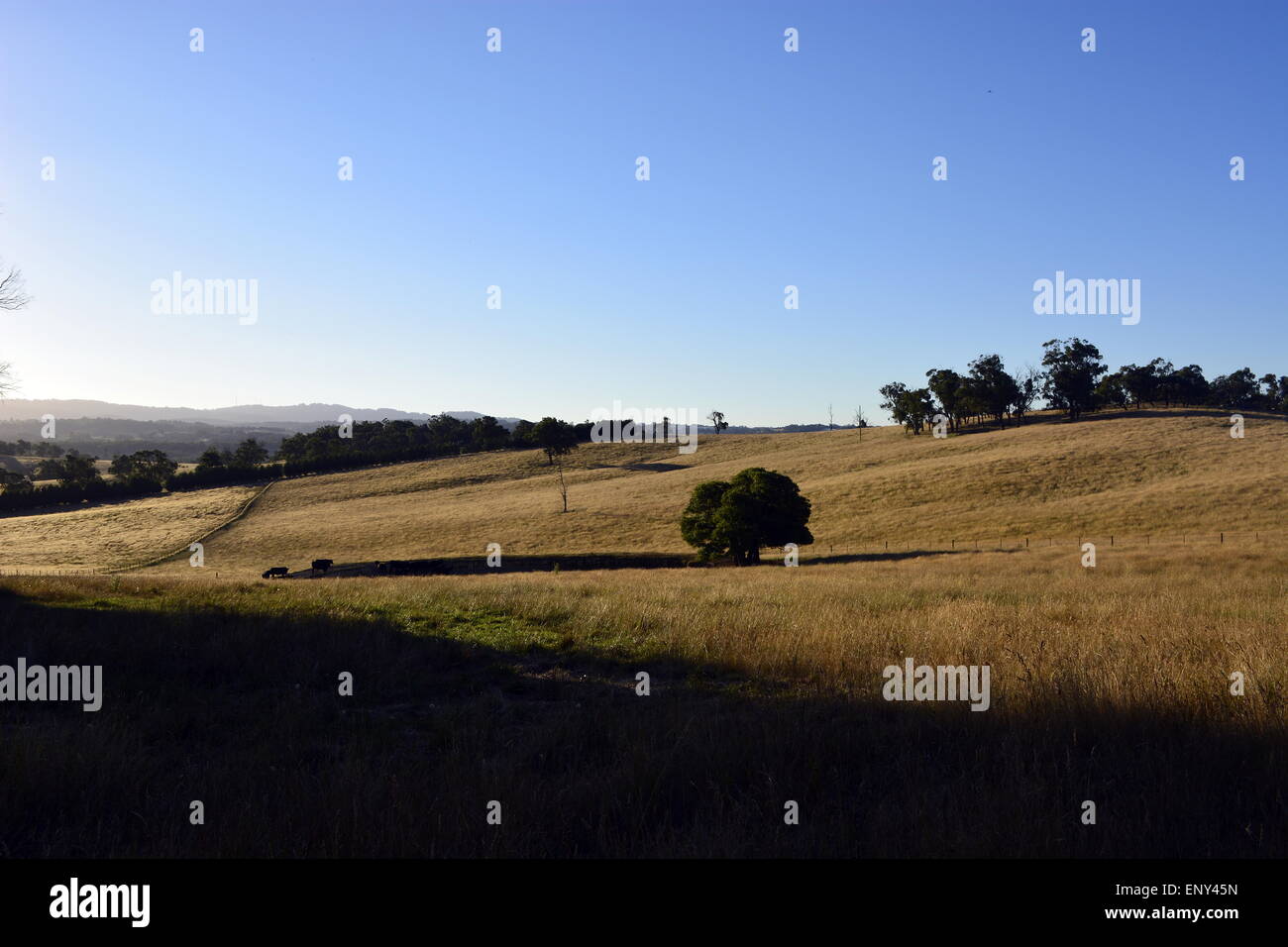 Australian, Farm, Rolling Hills, Golden Plains, Grass, Trees, Cow ...