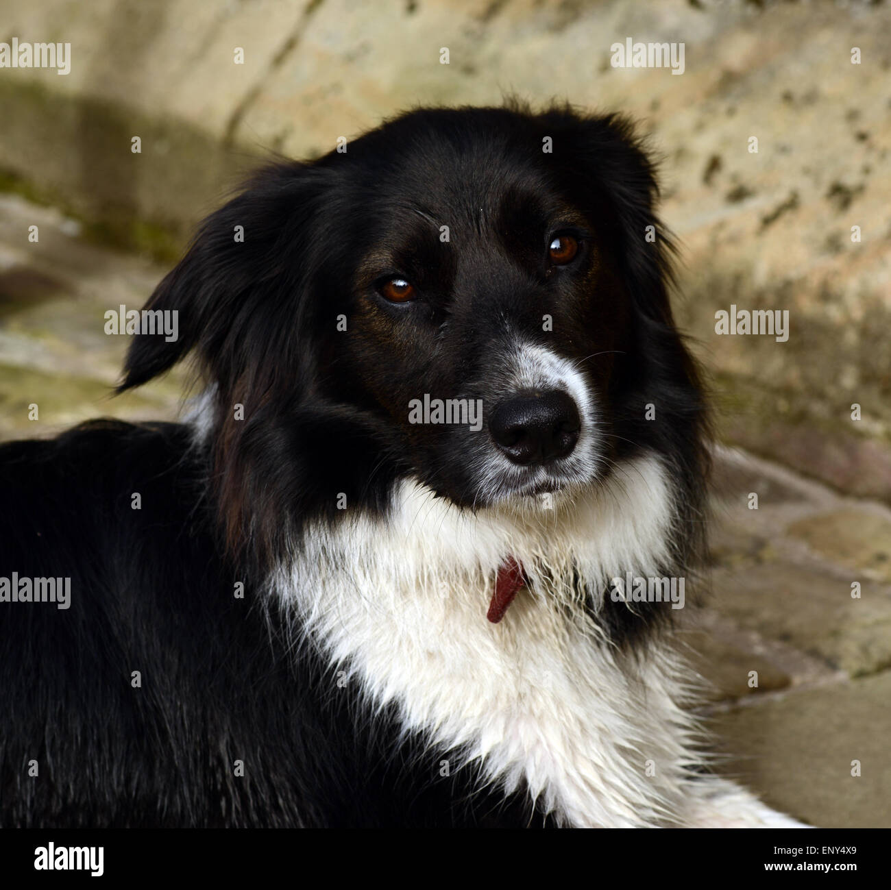 Dog at bolton abbey hi-res stock photography and images - Alamy