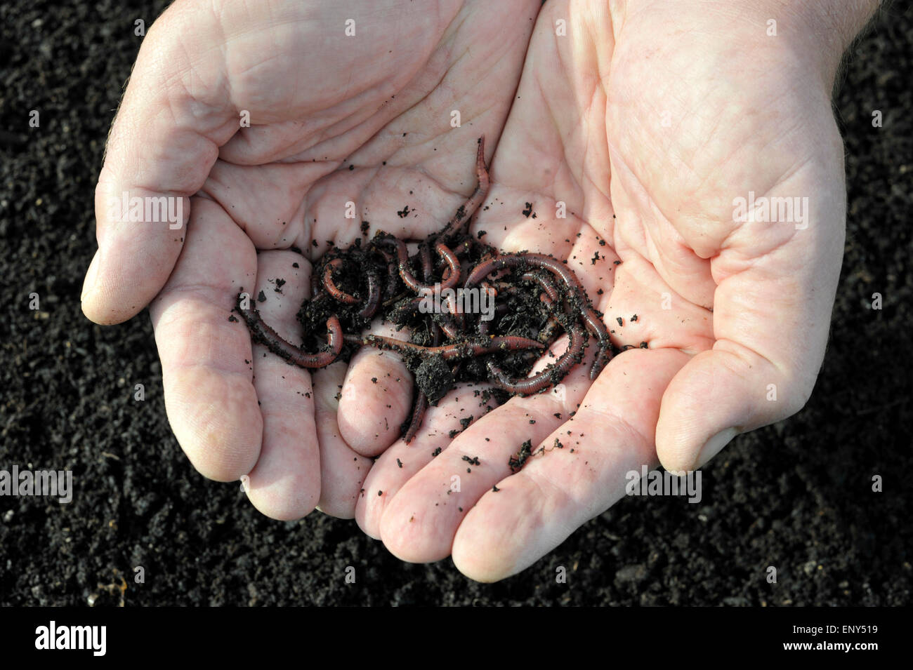 Worm farming hi-res stock photography and images - Alamy