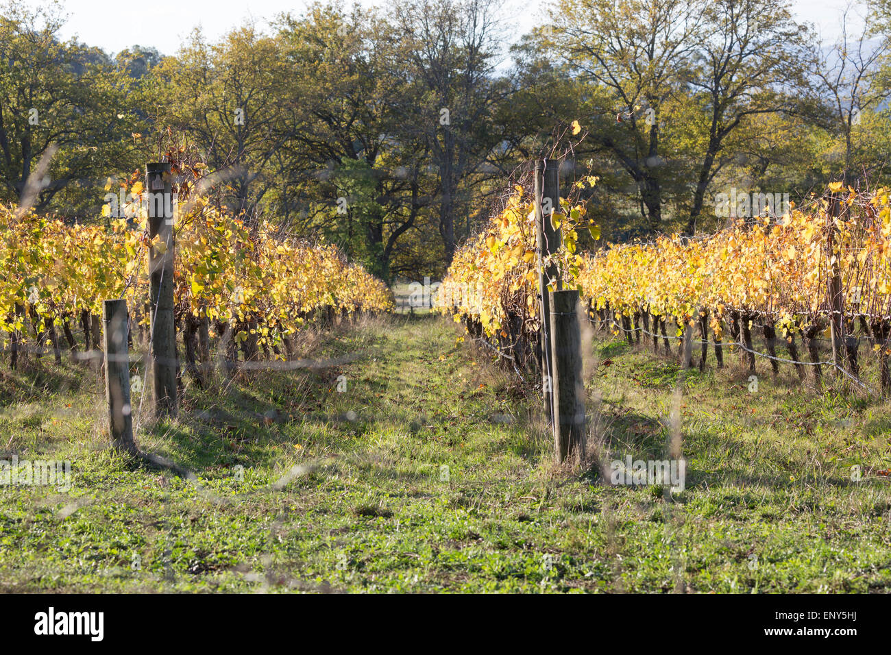 Green grass and vines hi-res stock photography and images - Alamy