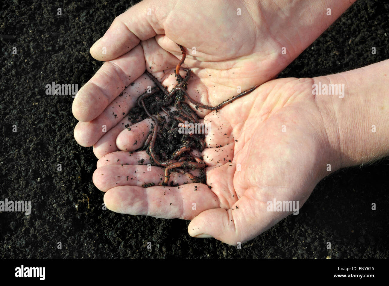 Compost worms in hands Stock Photo - Alamy
