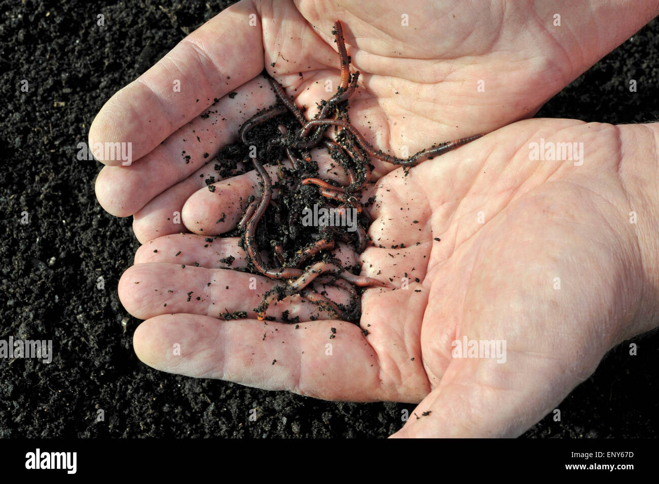 Worm farming hi-res stock photography and images - Alamy