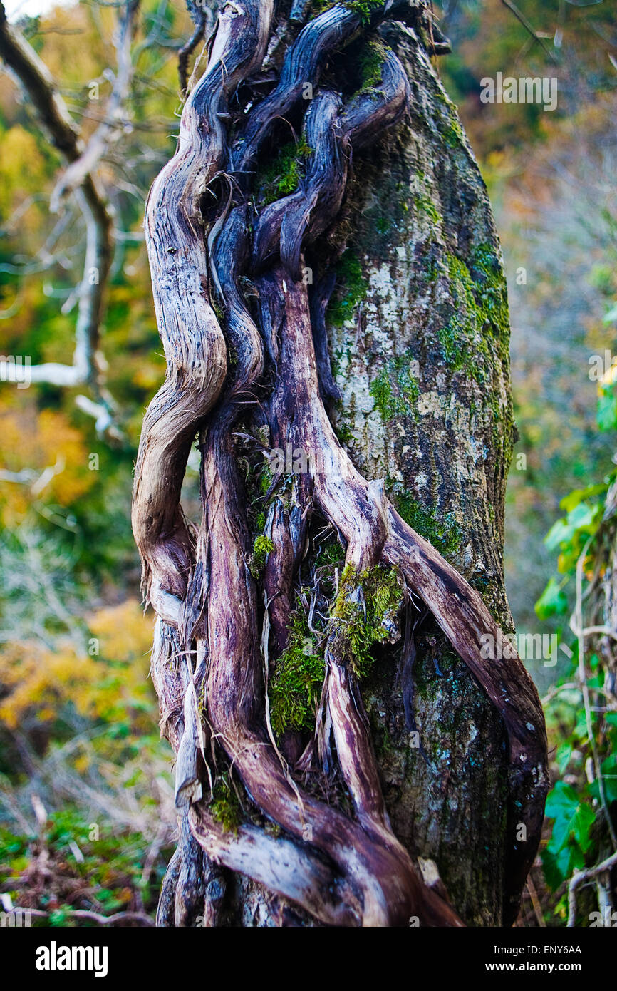 Strangle Weed High Resolution Stock Photography and Images - Alamy