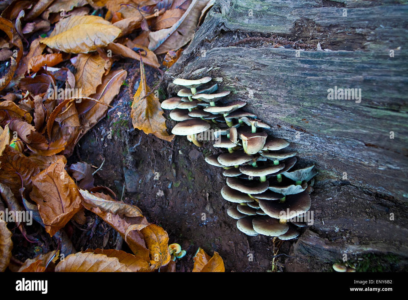 Dead Tree Live Tree High Resolution Stock Photography and Images - Alamy