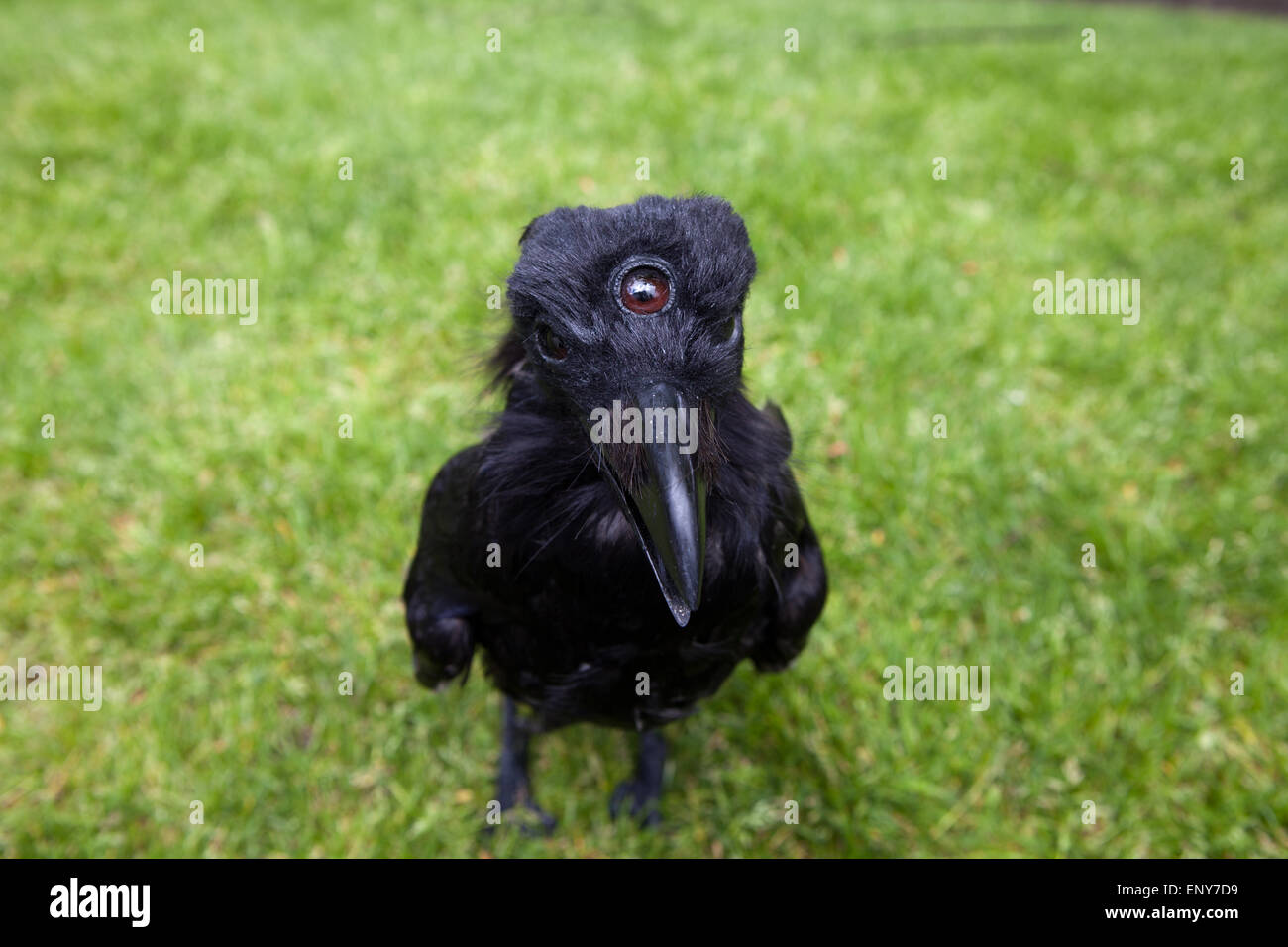 Three eyed raven hi-res stock photography and images - Alamy
