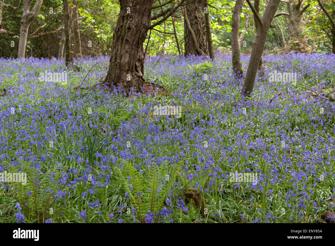Bluebells growing on Soldiers Hill, which is managed by the Woodland ...