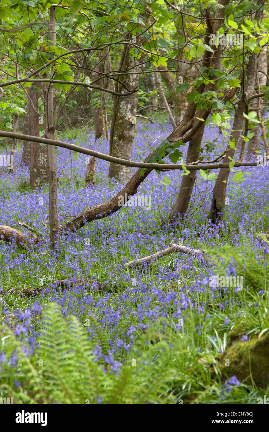 Bluebells growing on Soldiers Hill, managed by the Woodland Trust at ...