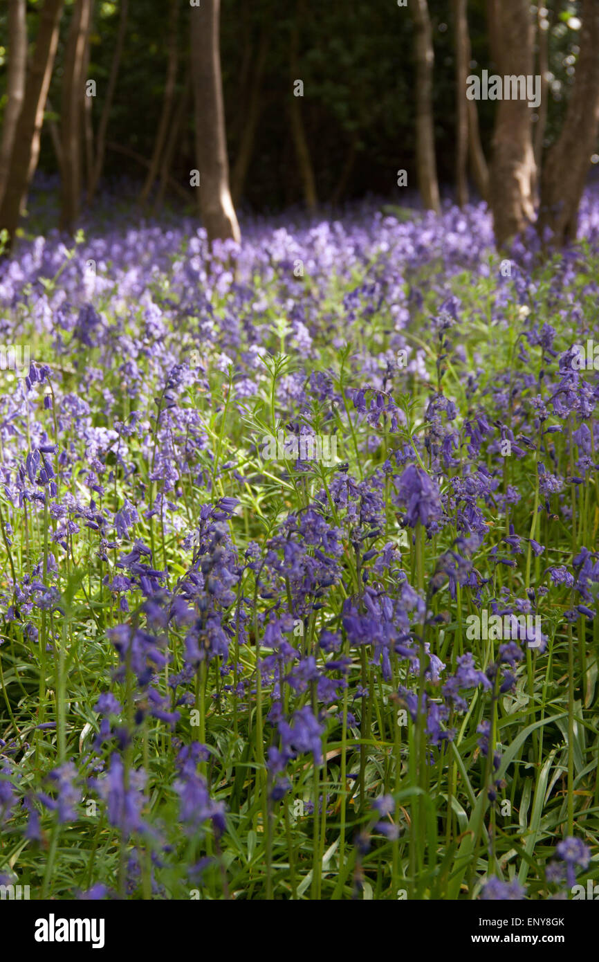 Bluebells growing on Soldiers Hill, managed by the Woodland Trust at ...