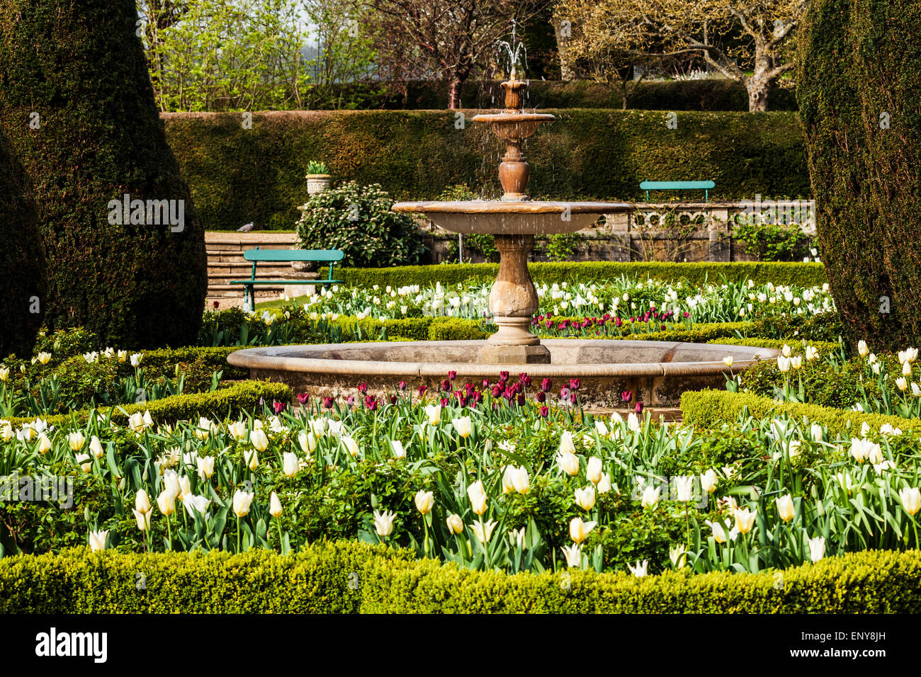 Tulips on the terrace of Bowood House in Wiltshire Stock Photo - Alamy