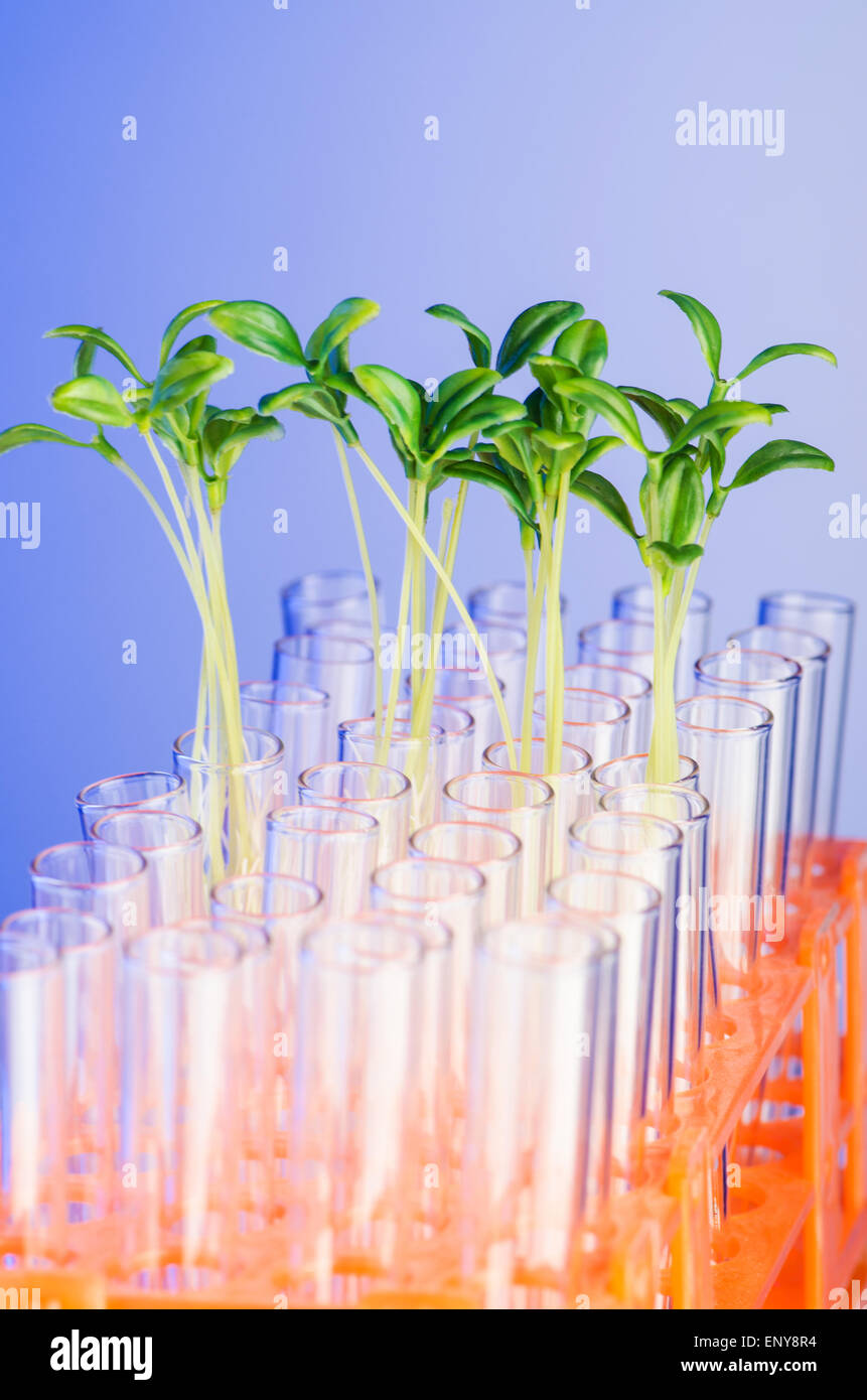 Lab experiment with green seedlings Stock Photo - Alamy