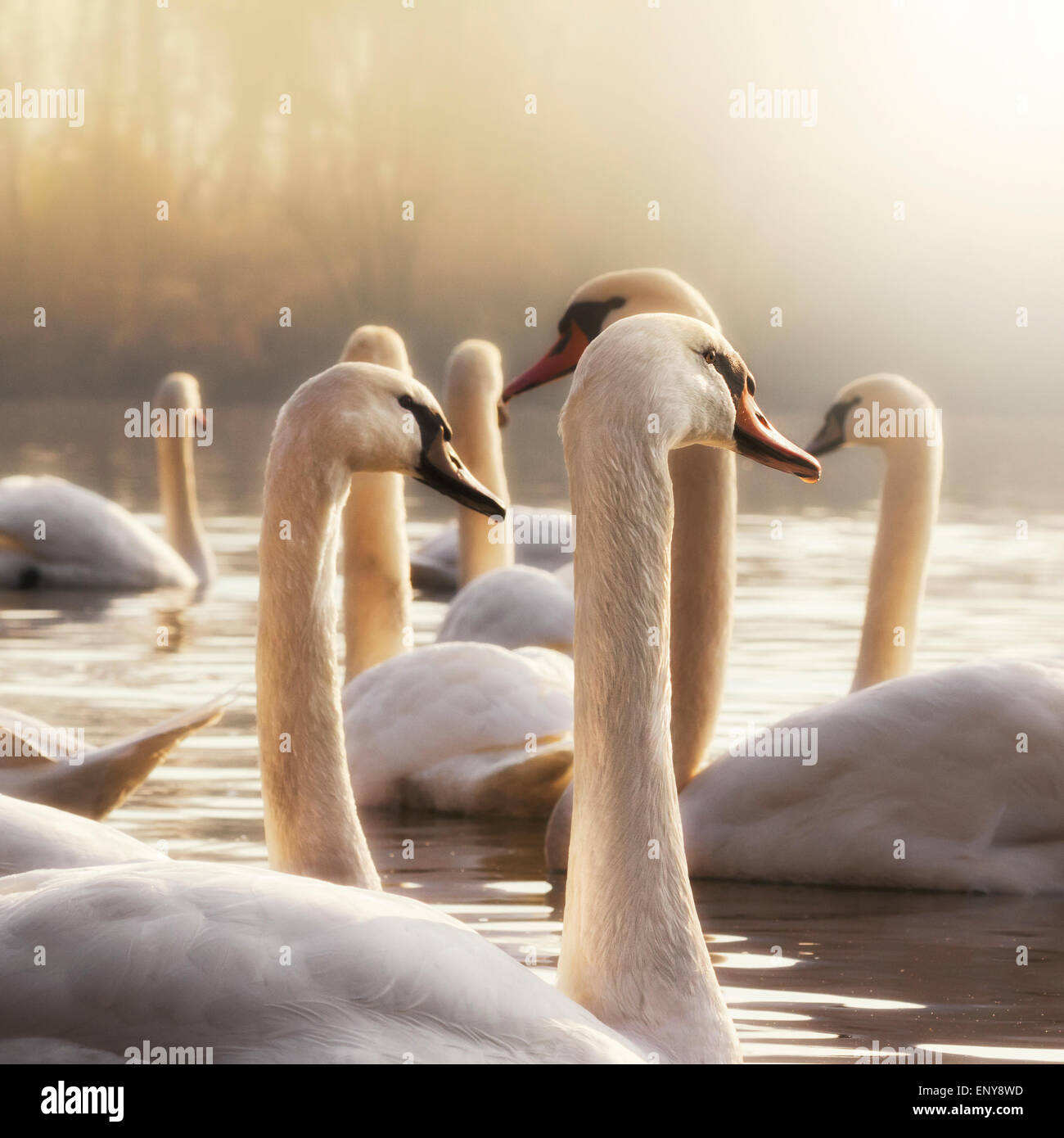 Swan balance hi-res stock photography and images - Alamy