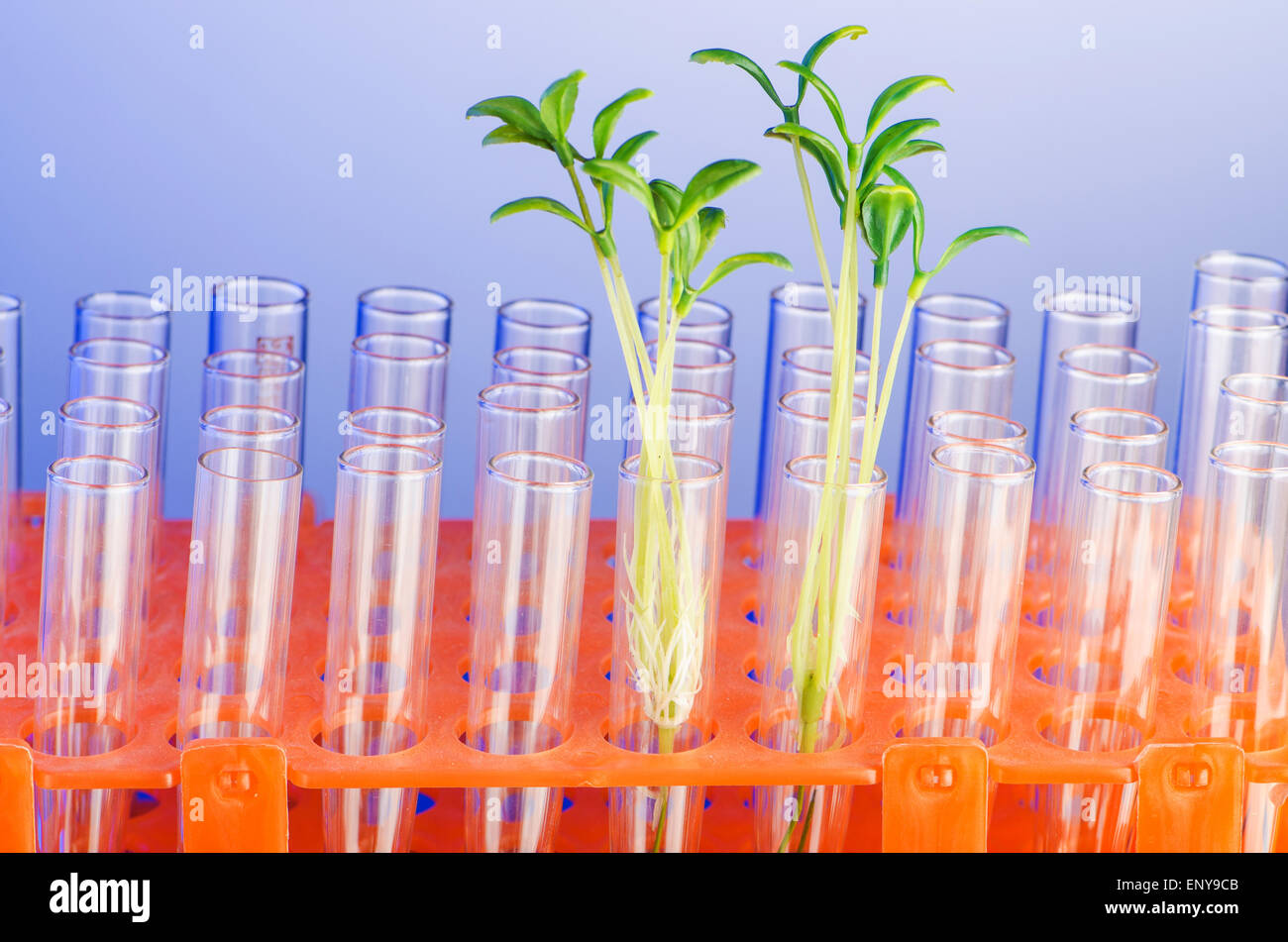 Lab experiment with green seedlings Stock Photo - Alamy