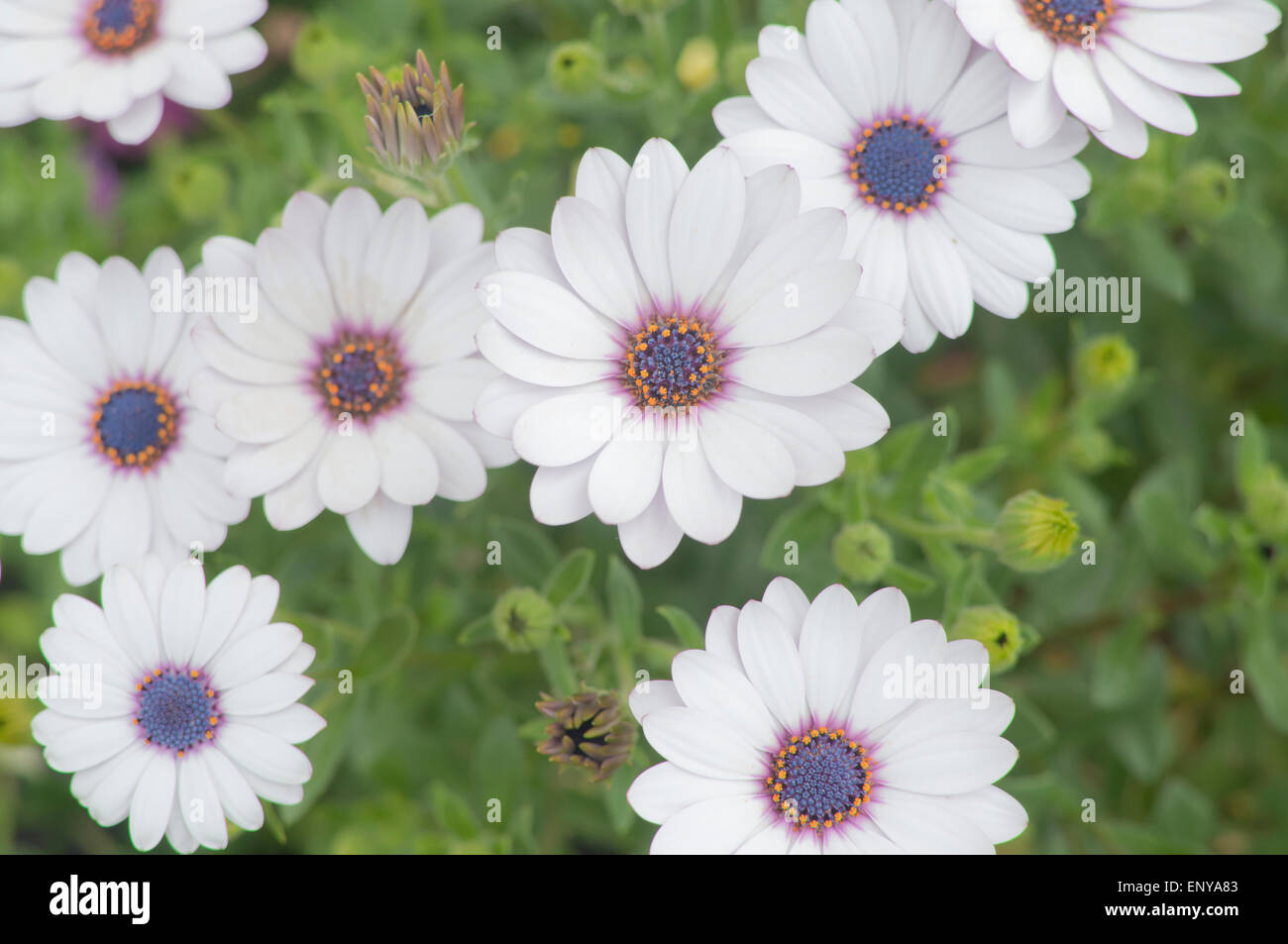 African Daisy, Cape Daisy Osteospermum ecklonis Stock Photo - Alamy