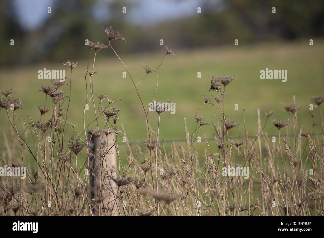 How to dry flowers hi-res stock photography and images - Alamy
