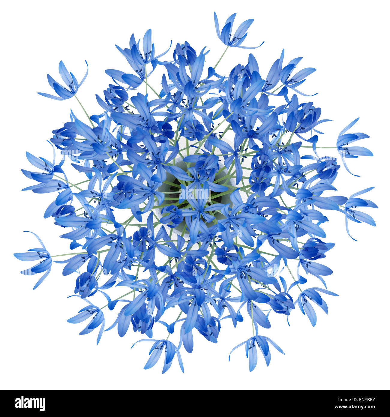 top view of blue flowers in vase isolated on white Stock Photo - Alamy