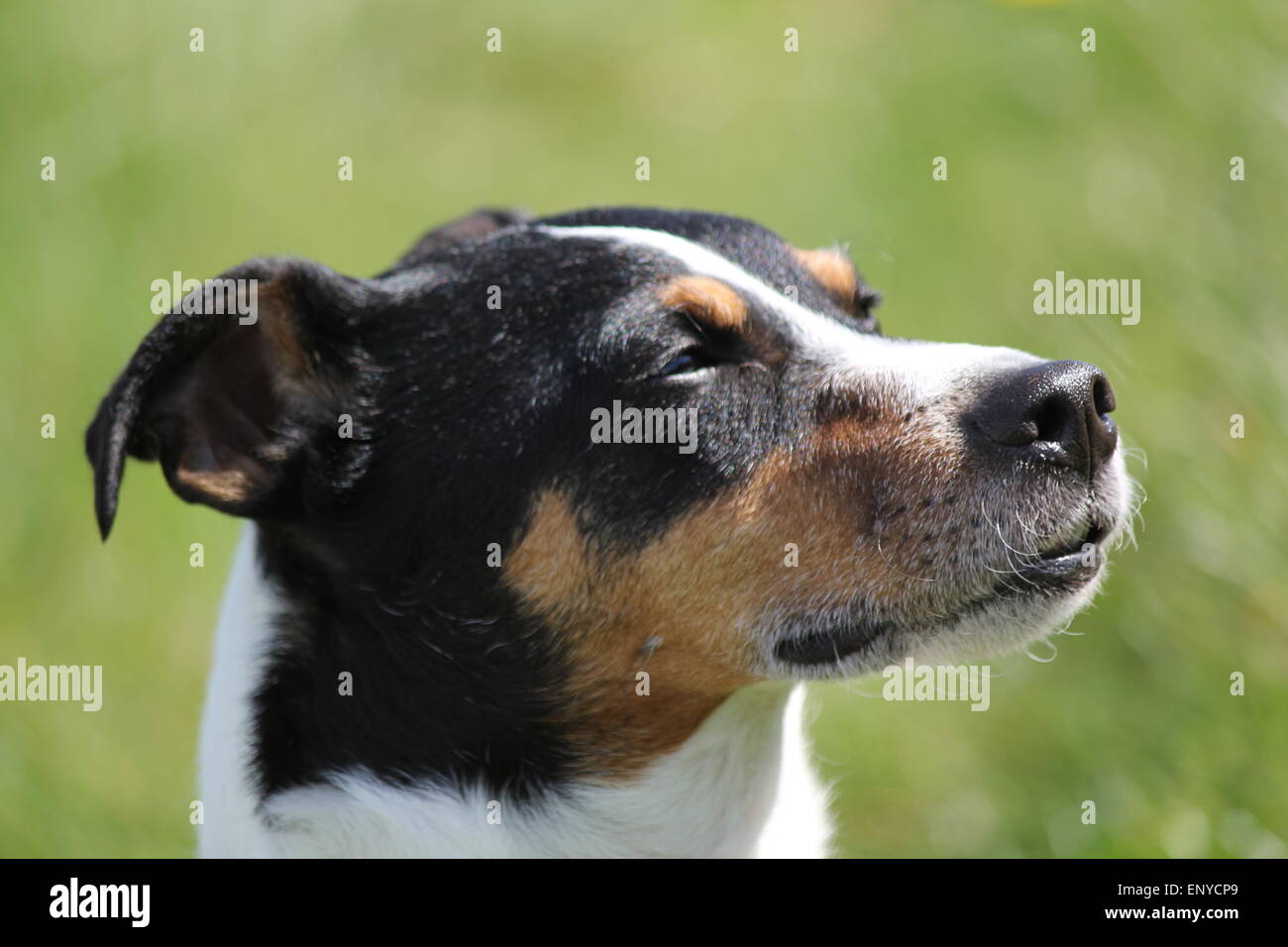 Badger the jack russell posses for the camera Stock Photo - Alamy