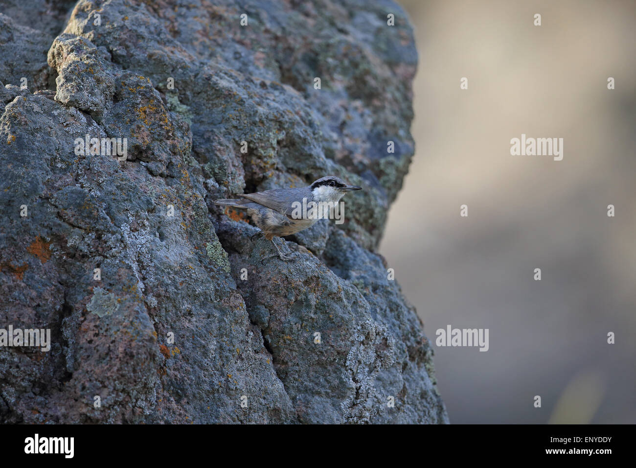 Western Rock Nuthatch (Sitta neumayer Stock Photo - Alamy