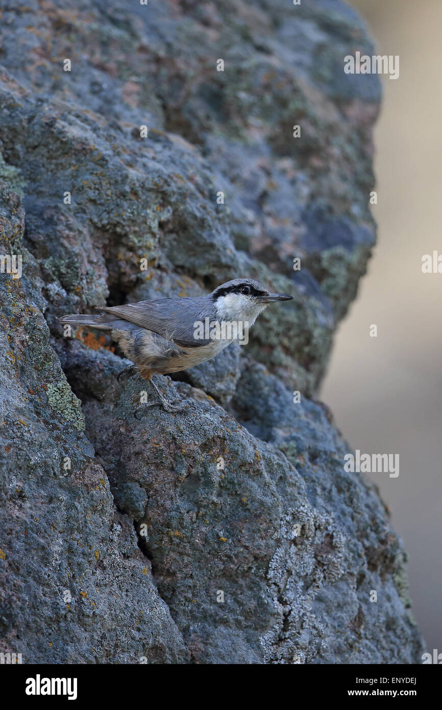 Western Rock Nuthatch (Sitta neumayer Stock Photo - Alamy