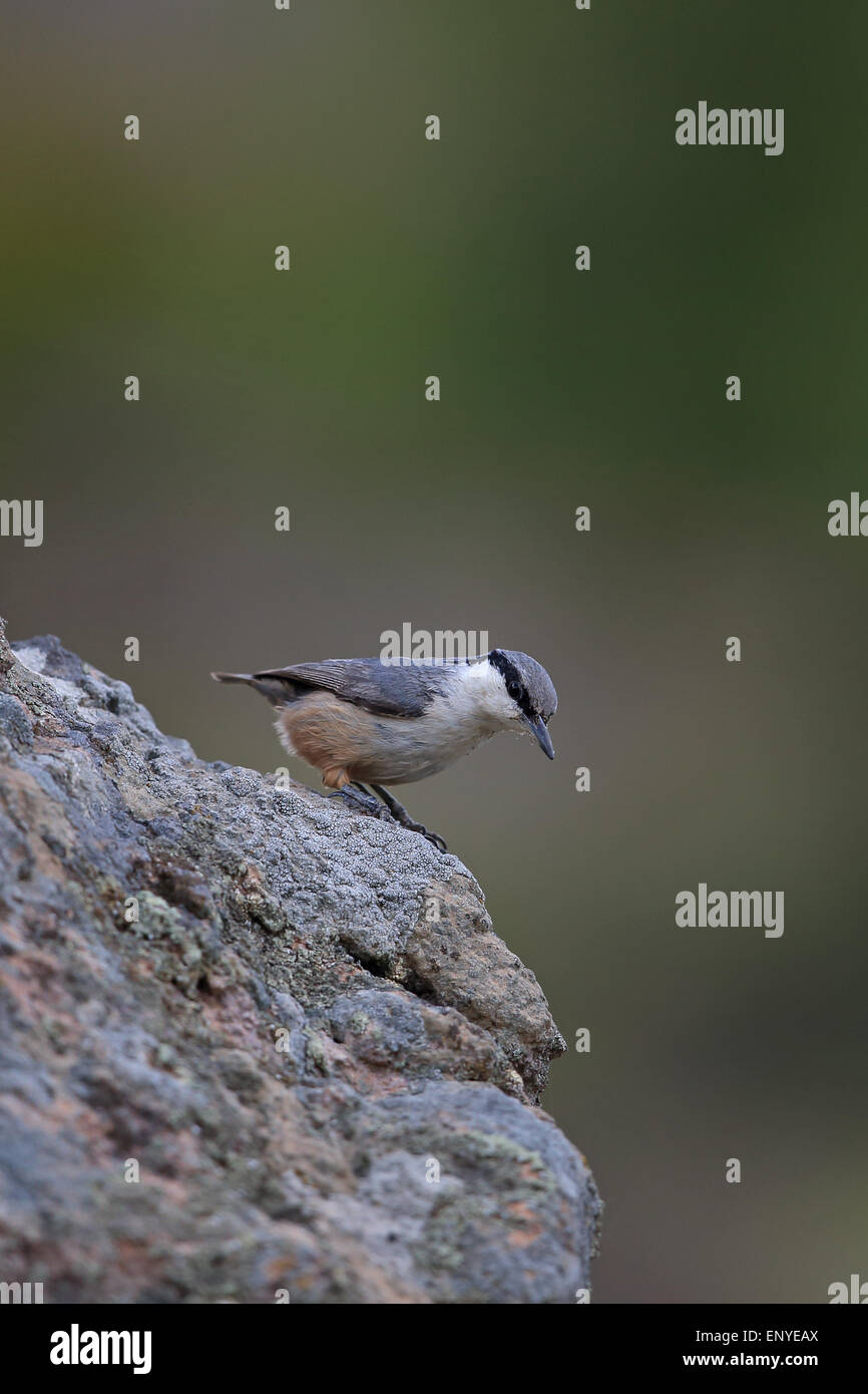 Western Rock Nuthatch (Sitta neumayer Stock Photo - Alamy