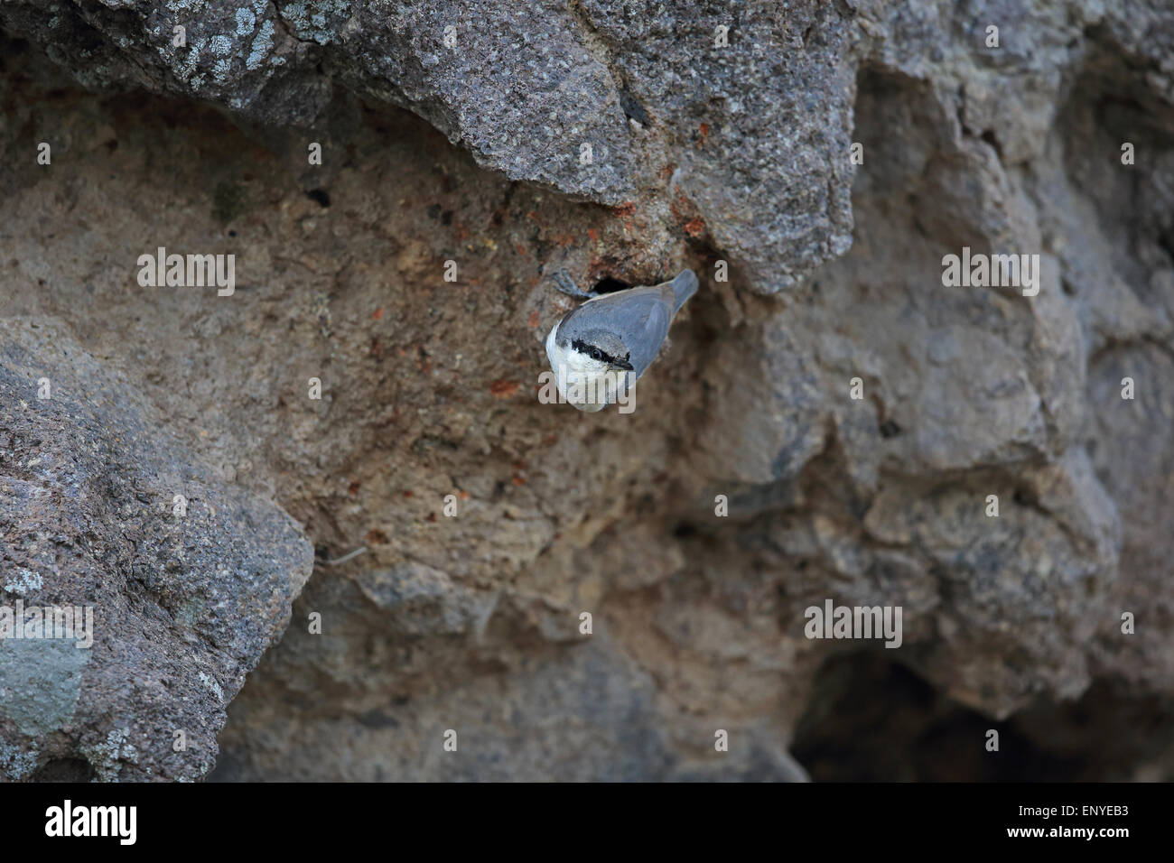 Western rock nuthatch hi-res stock photography and images - Alamy