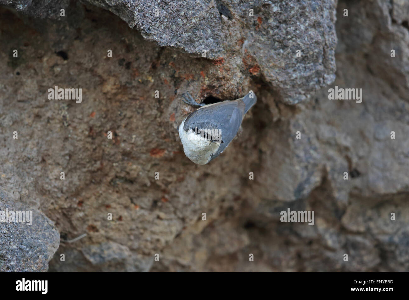 Western rock nuthatches hi-res stock photography and images - Alamy