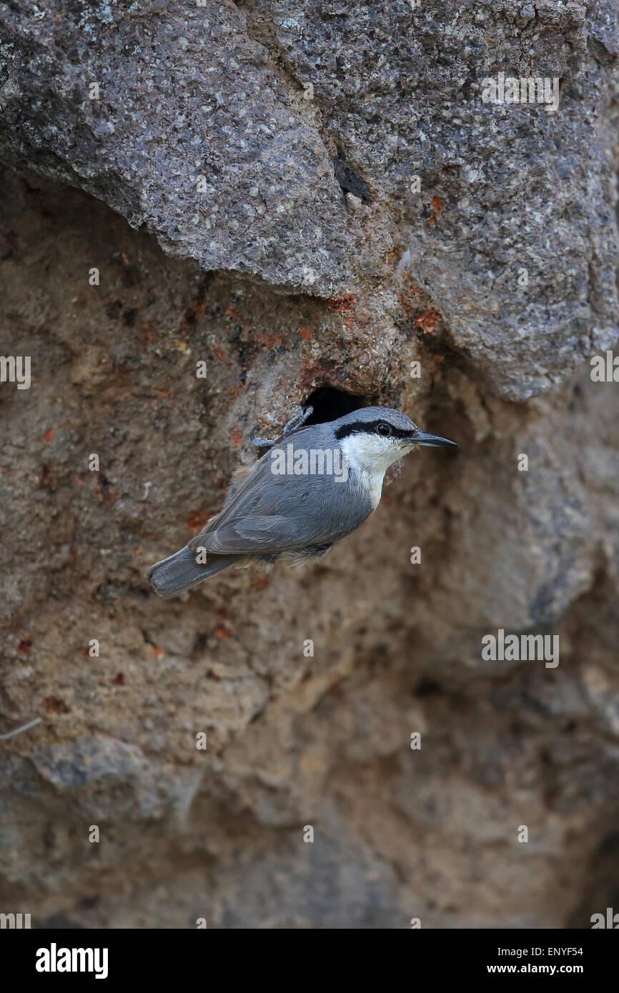 Western rock nuthatches hi-res stock photography and images - Alamy