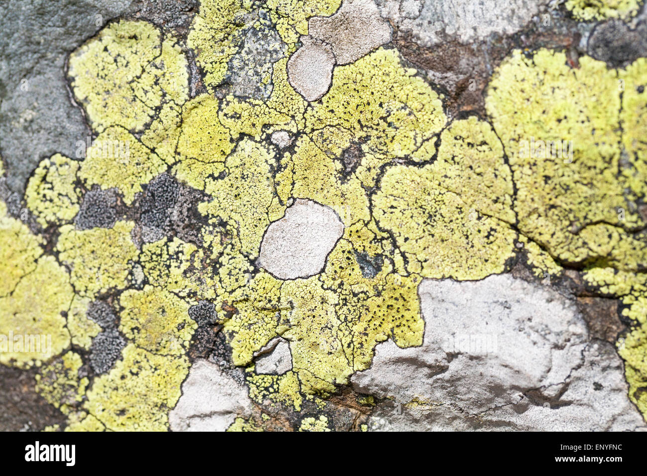 Lichen patterns on rocks Stock Photo - Alamy
