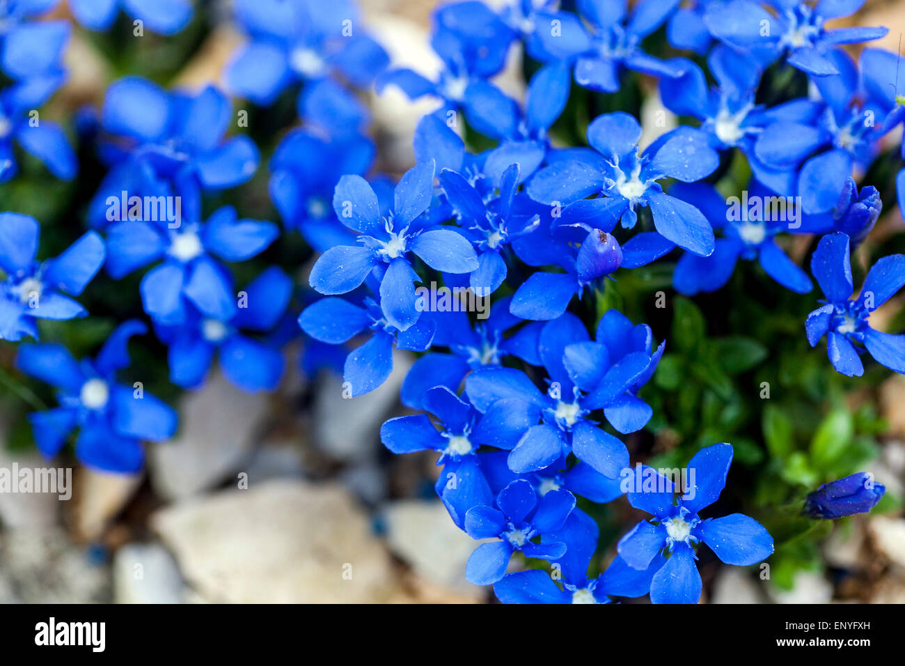 Spring Gentian, Gentiana verna Stock Photo - Alamy